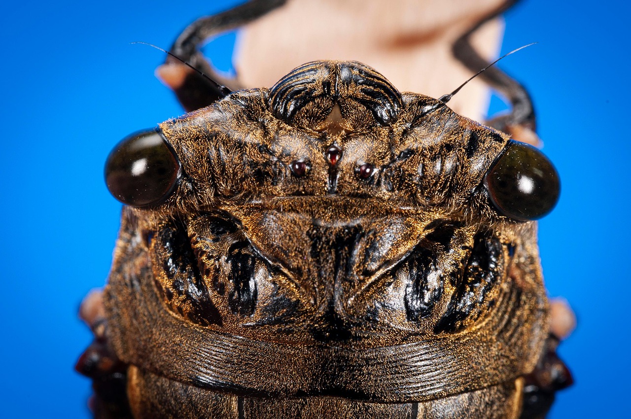 Daankal Eastolany Cicada - Free photo on Pixabay - Pixabay