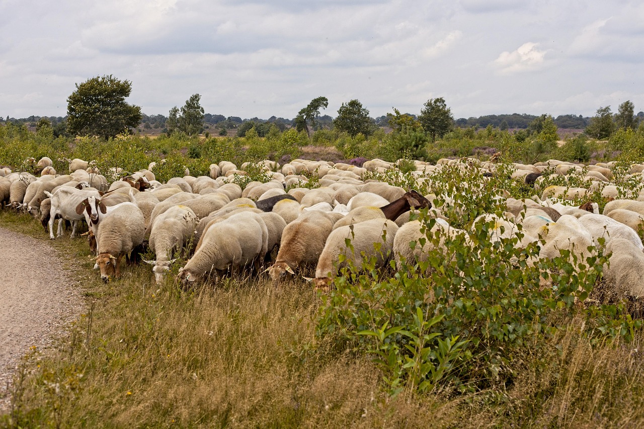 Plus de 6 000 photos gratuites de Moutons et de Le Mouton - Pixabay