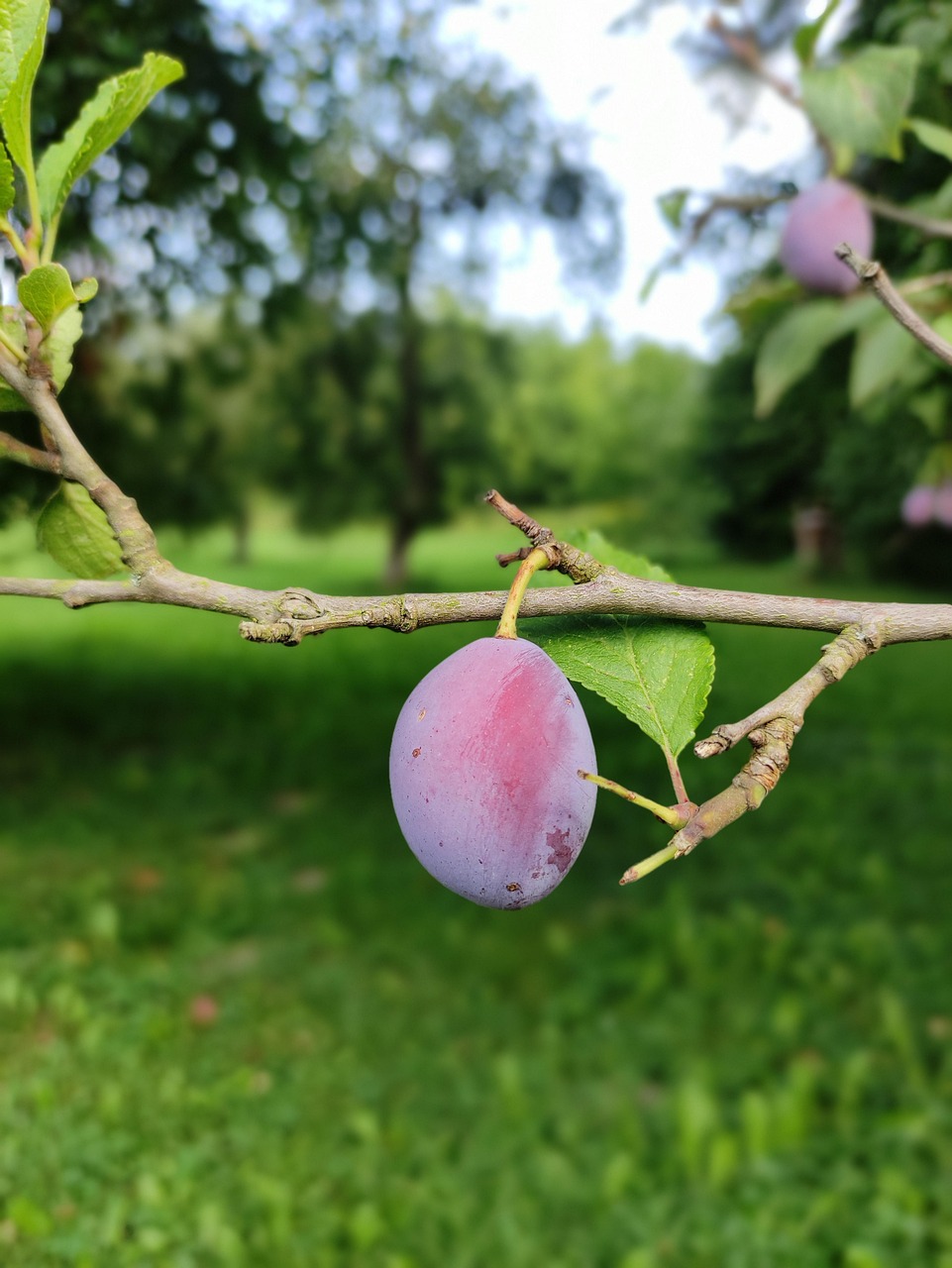 Plum Plums Fruit - Free photo on Pixabay - Pixabay