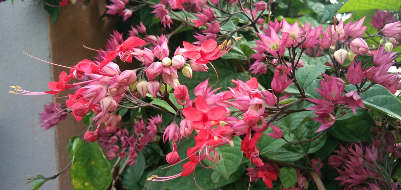 Vine Red Flowers Small - Free photo on Pixabay - Pixabay