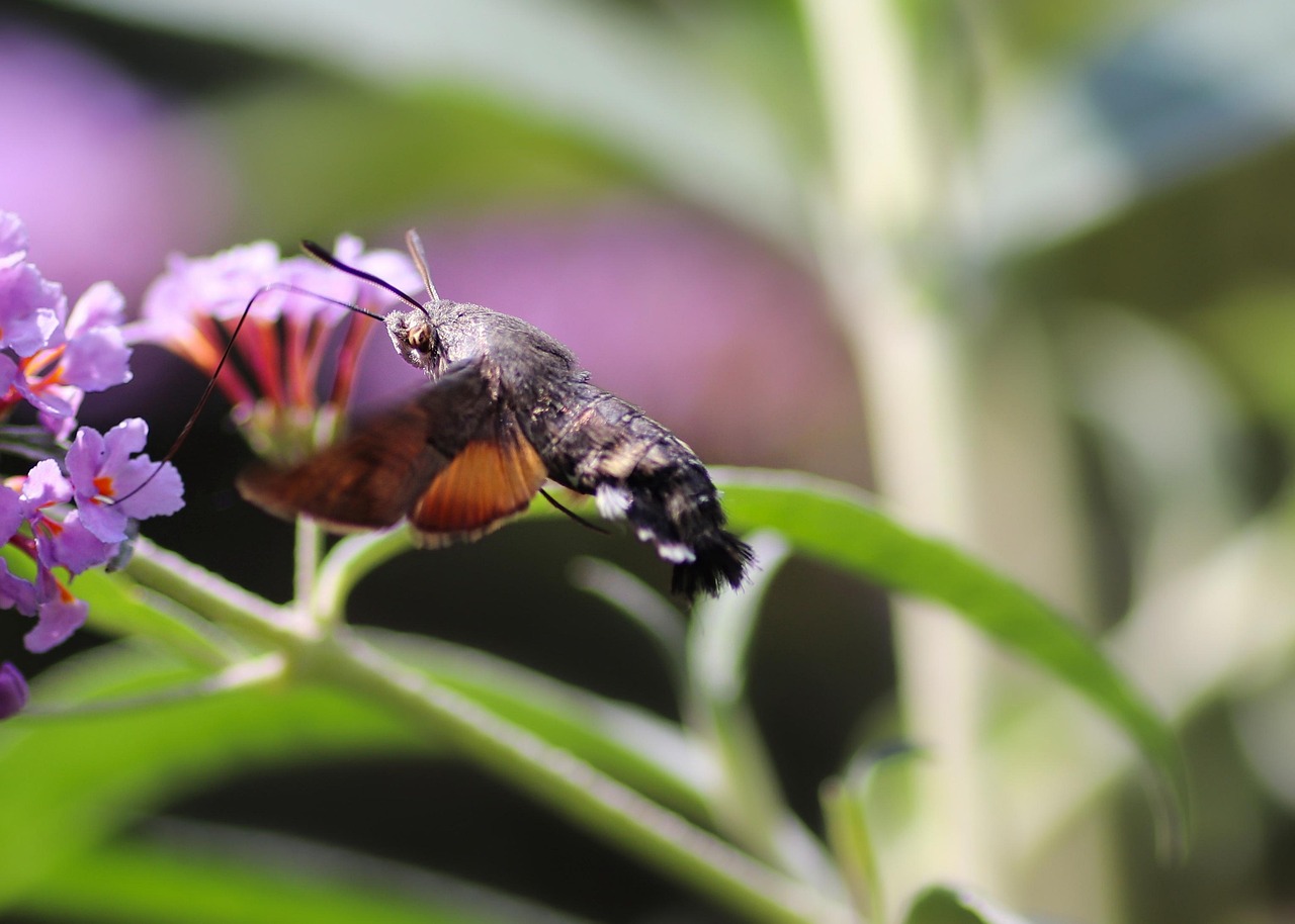 Hummingbird Hawk Moth Flowers - Free photo on Pixabay