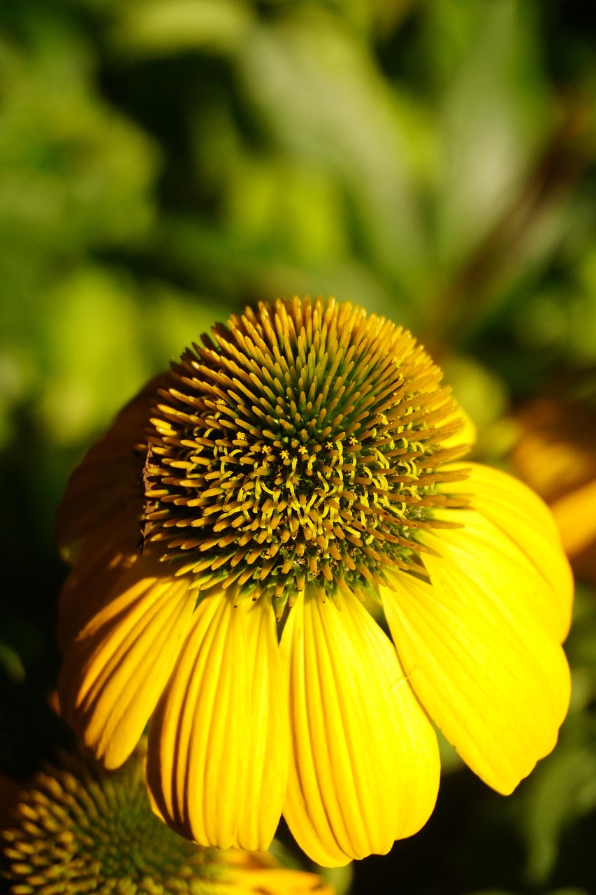 Coneflower Planta Jardim - Foto gratuita no Pixabay - Pixabay