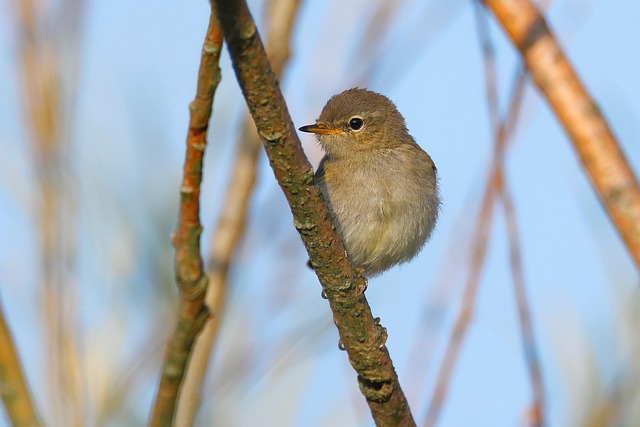 Bird Willow Warbler Branch - Free photo on Pixabay