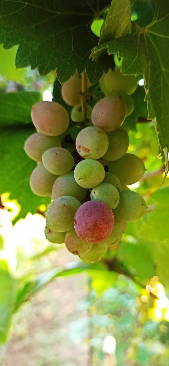 Photo Of Grapes Grape Fruit - Free photo on Pixabay - Pixabay