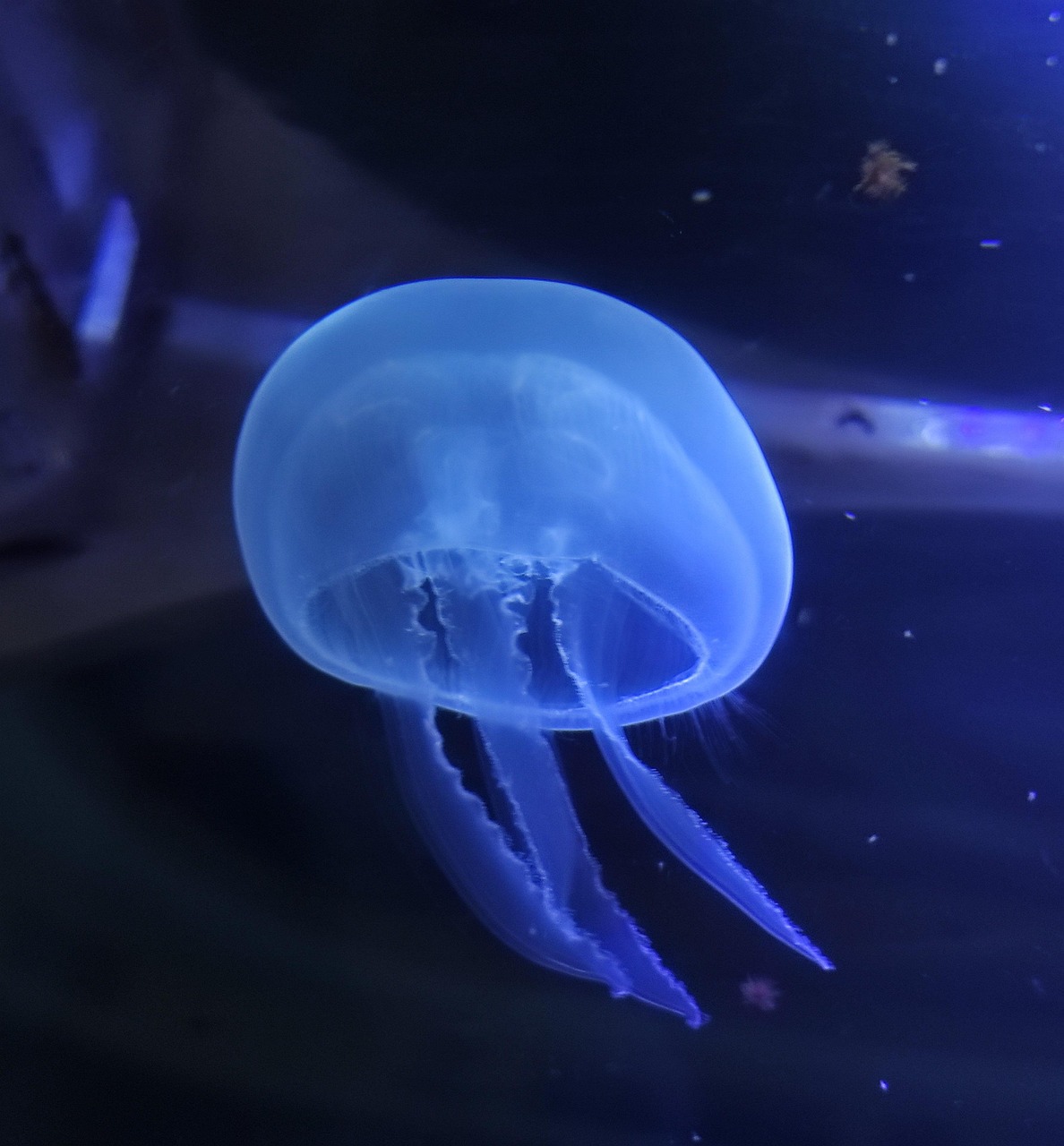 Animal Medusa Oceano - Foto gratis en Pixabay - Pixabay