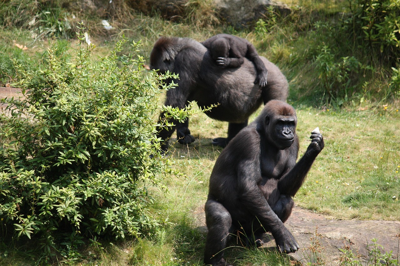 Gorilla Animals Primate - Free photo on Pixabay