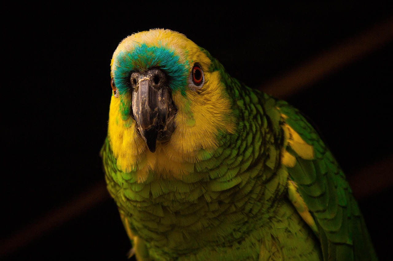 Parrot Bird Perched - Free photo on Pixabay - Pixabay