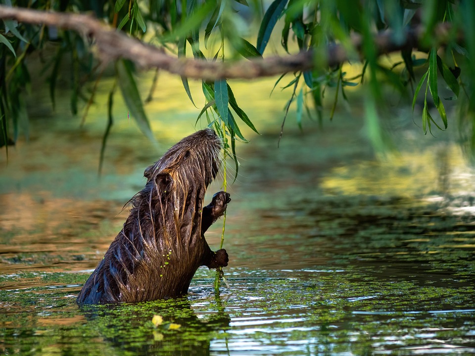 Nutria Roedor Animal - Foto gratis en Pixabay