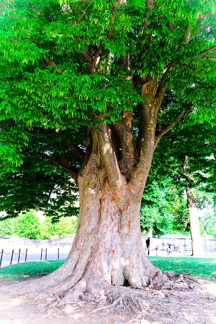 Árvore Natureza Folhas - Foto gratuita no Pixabay - Pixabay