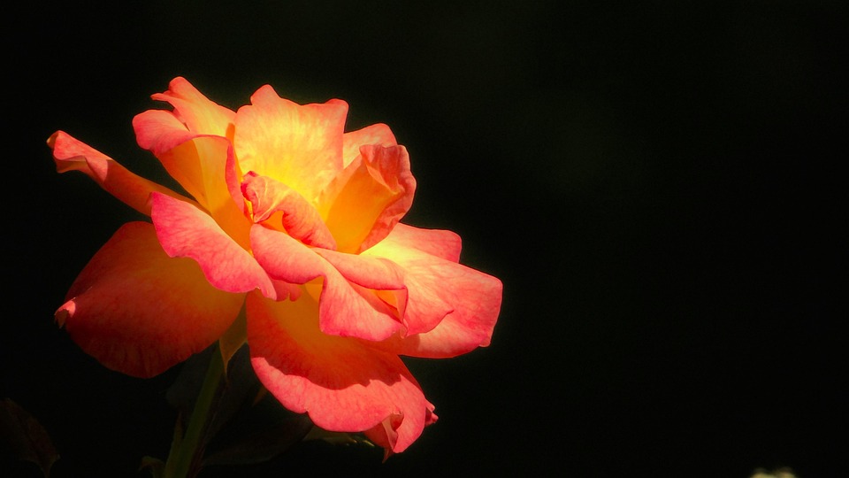 Flaming Rose Floribunda - Free photo on Pixabay