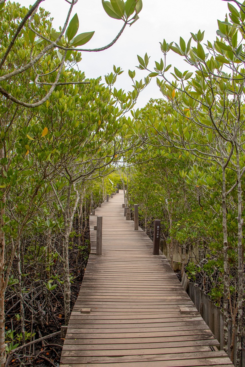Mangrove Forest Boardwalk - Free photo on Pixabay - Pixabay