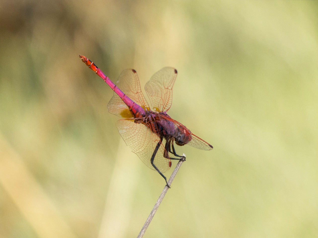 Red Dragonfly Vinous Pipe - Free photo on Pixabay - Pixabay