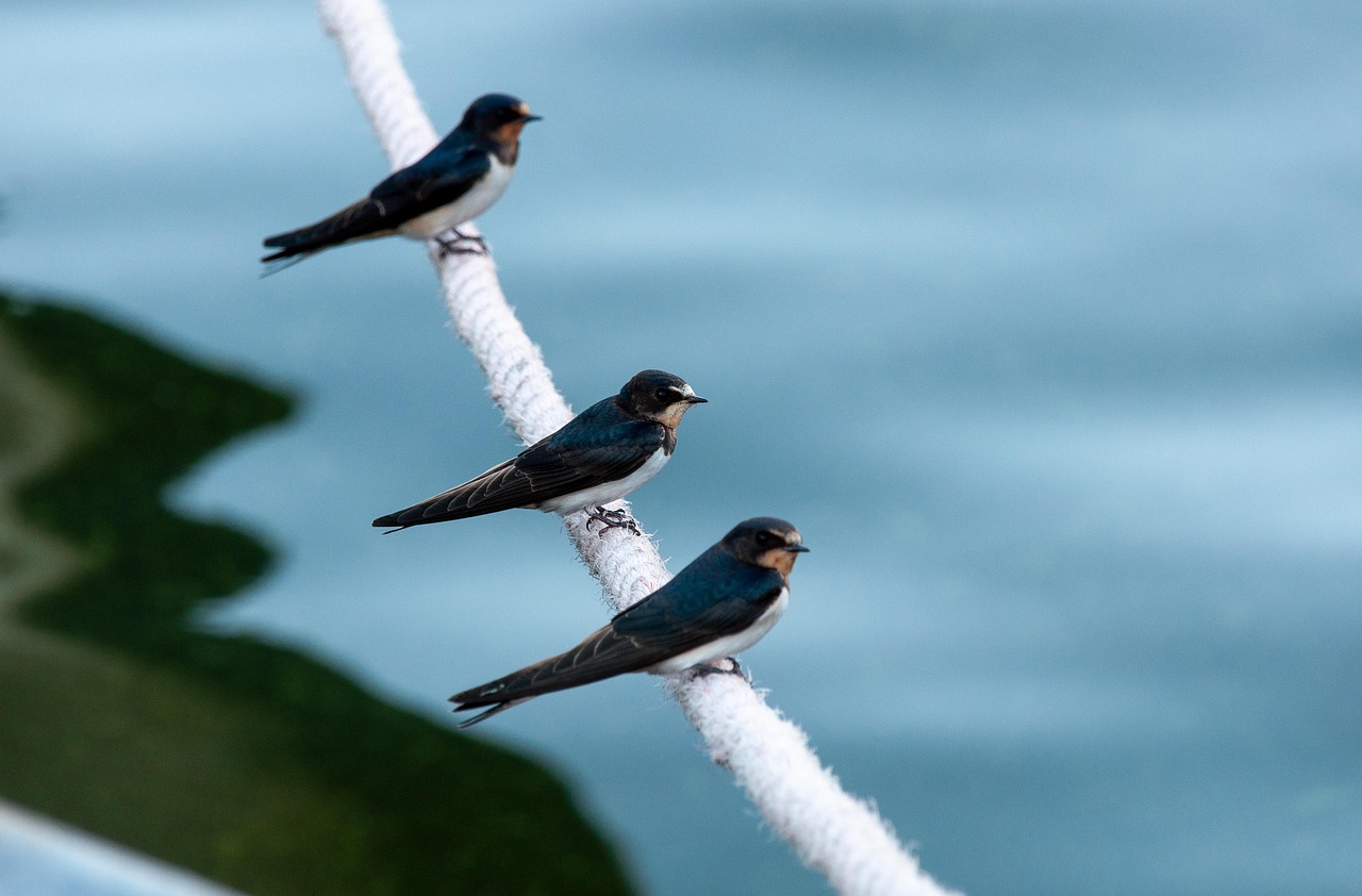 200+ kostenlose Schwalben und Vogel-Bilder - Pixabay