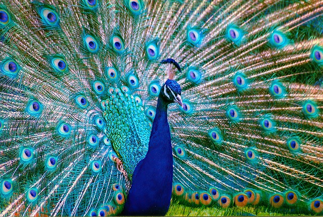 Bird Peacock Nature - Free photo on Pixabay - Pixabay