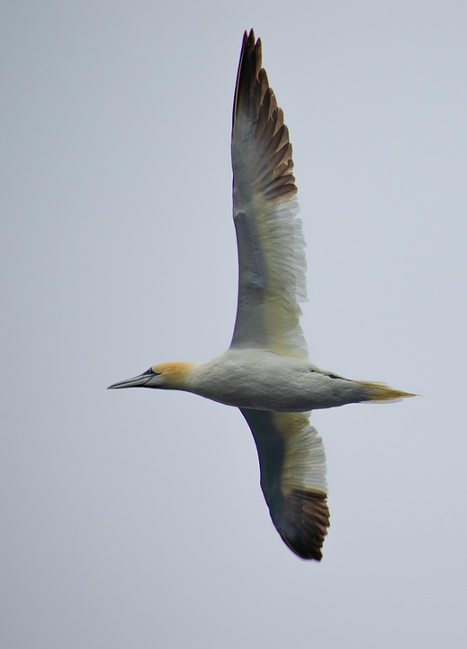 Gannet Bird Nature - Free photo on Pixabay - Pixabay