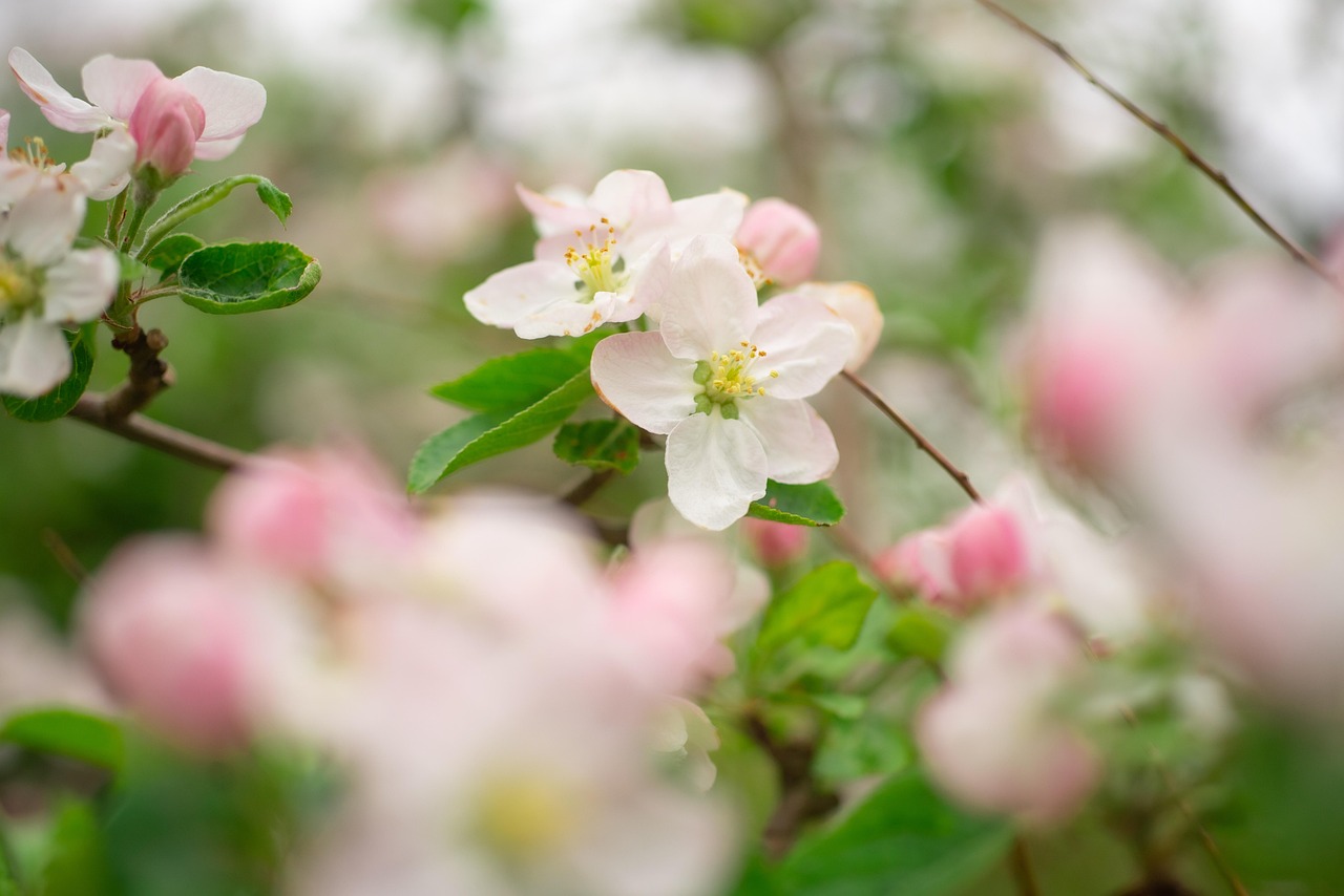Apple Flowers Blossoms Pink - Free photo on Pixabay