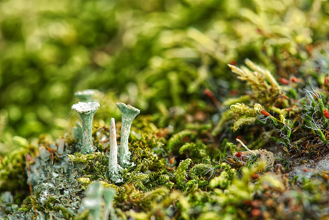 Cup Lichen Trumpet Moss - Free photo on Pixabay - Pixabay