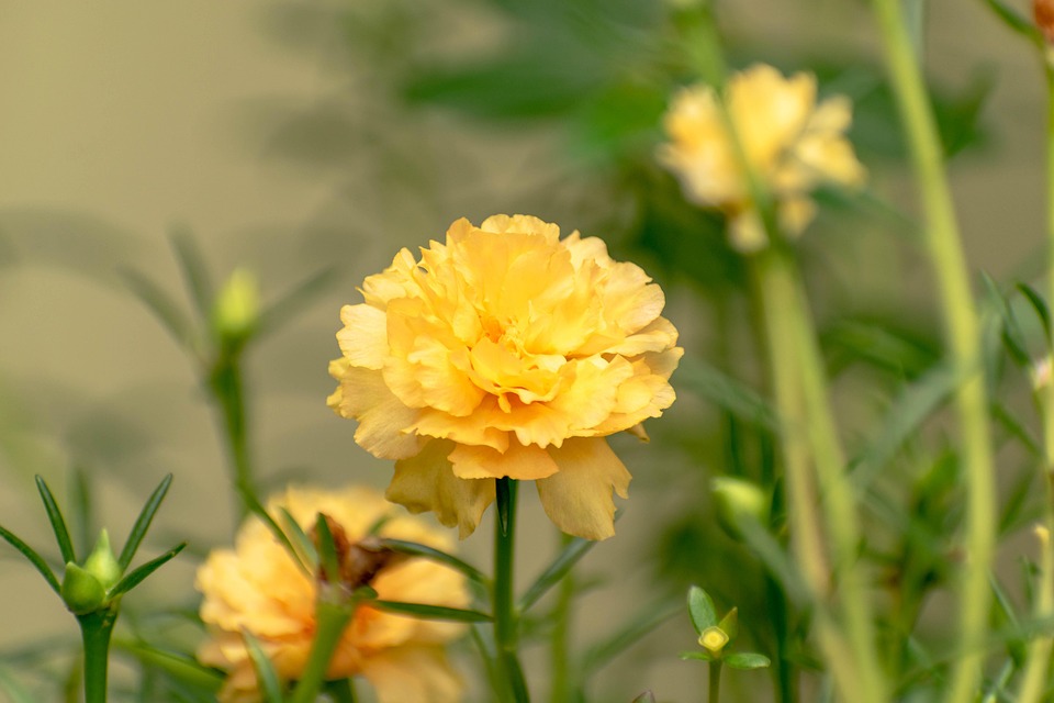 Flowers Nature Buttercup Yellow - Free photo on Pixabay
