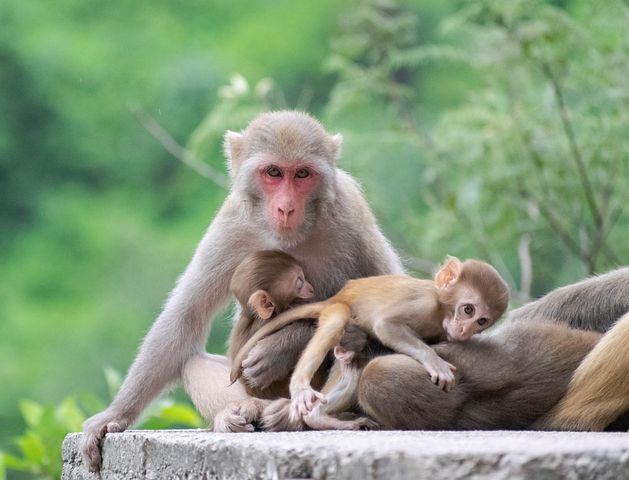 200+ Free Ape Baby & Monkey Images - Pixabay