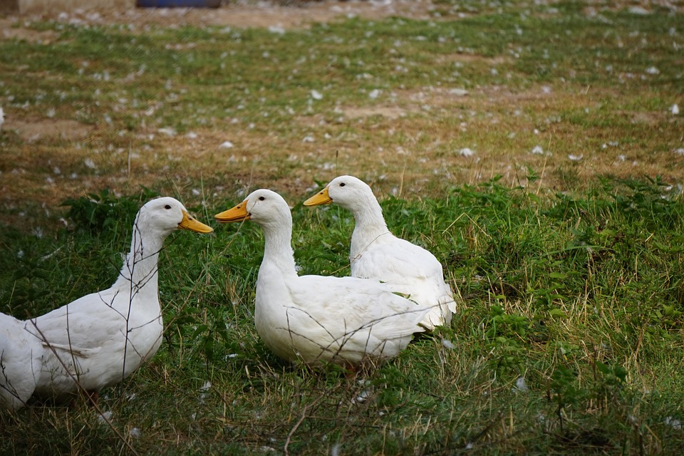 Gans Vogel Weiß - Kostenloses Foto auf Pixabay