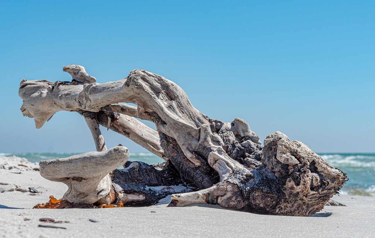 Flotsam Dried Up Beach - Free photo on Pixabay