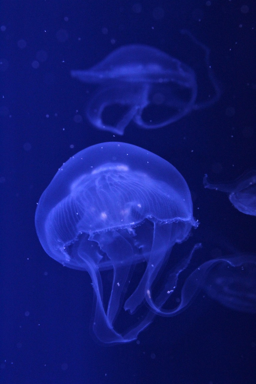 Más de 100 000 imágenes gratis de Medusas De Mar y Medusa - Pixabay