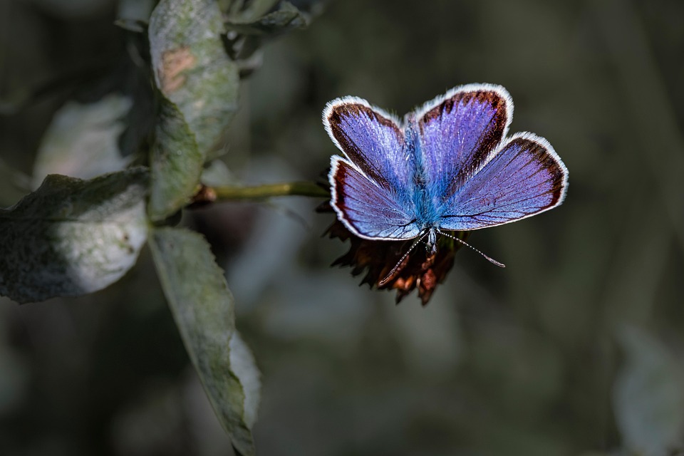 Short-Tailed Blue Tailed Cupid - Free photo on Pixabay