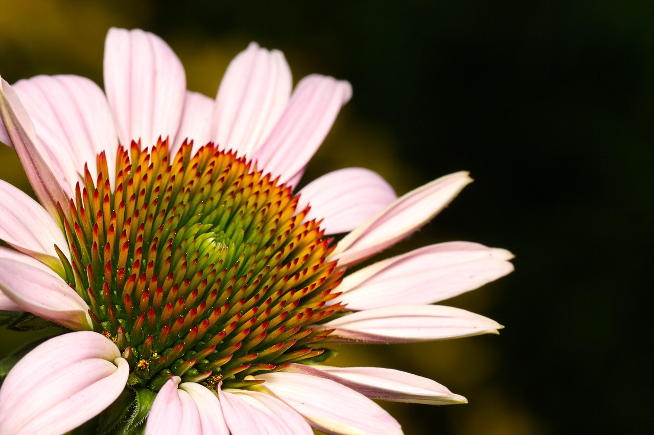 Fleur Fleurir Bloom Plante - Photo gratuite sur Pixabay - Pixabay