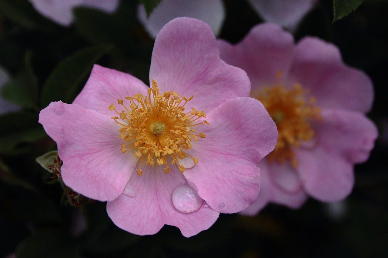 Dog Rose Pink Flowers - Free photo on Pixabay - Pixabay