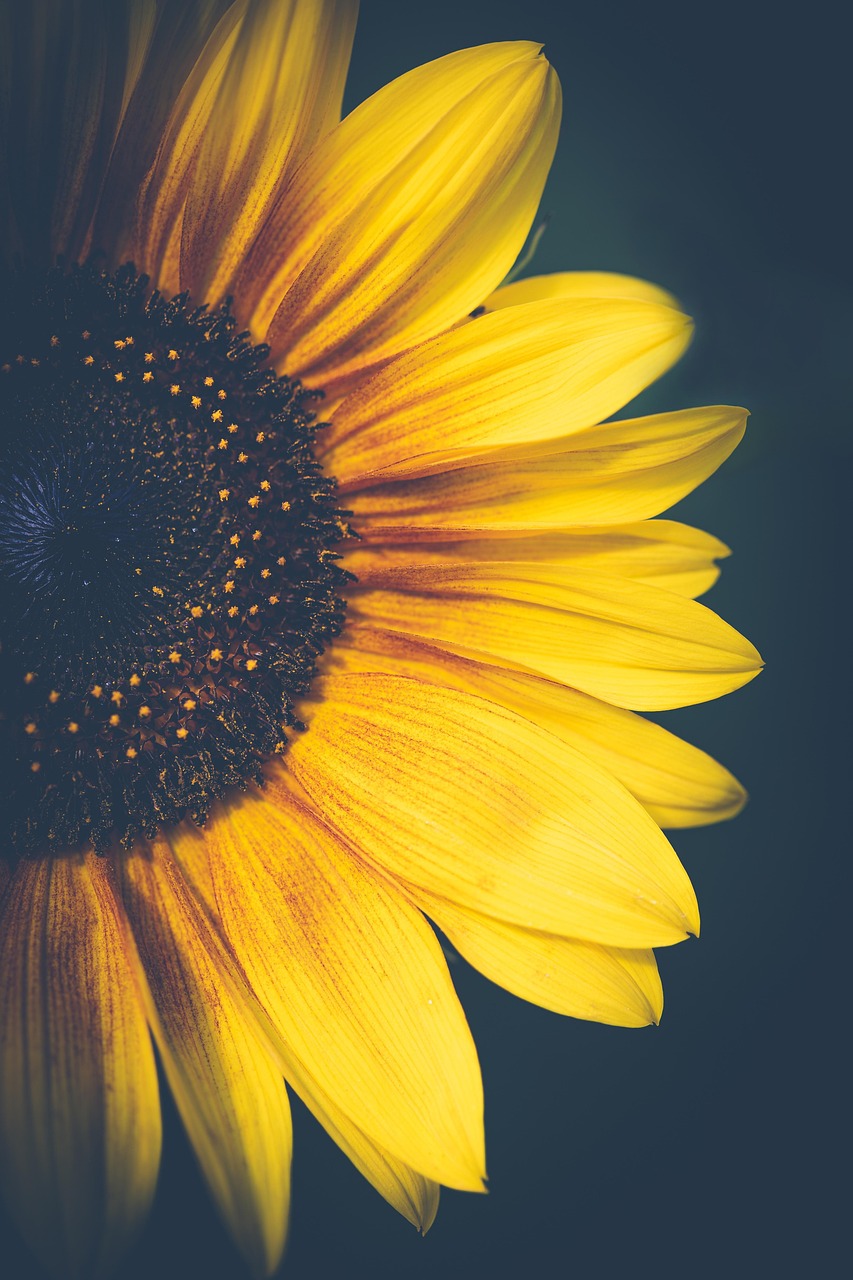 Flower Sunflower Summer - Free photo on Pixabay