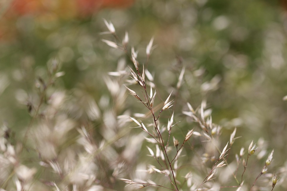 Gräser Wilde Natur - Kostenloses Foto auf Pixabay