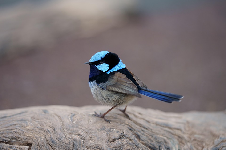 Bird Fairy-Wren Feathers Superb - Free photo on Pixabay - Pixabay