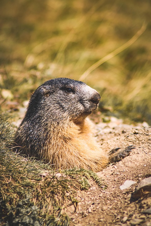 Marmotte Rongeur Sol - Photo gratuite sur Pixabay - Pixabay
