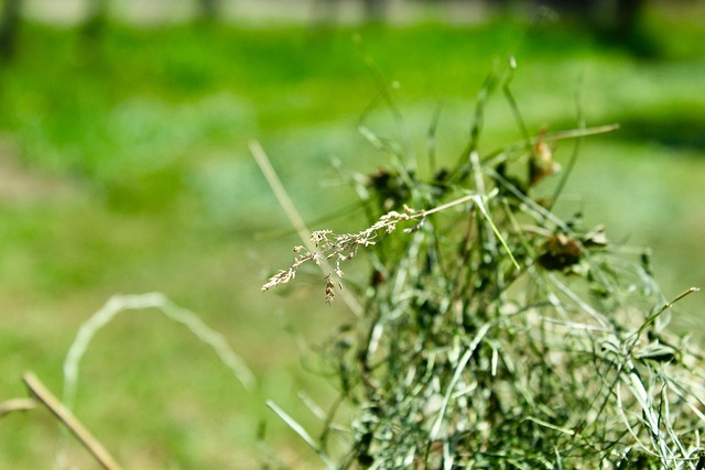 Hay Freshly Cut Dry - Free photo on Pixabay