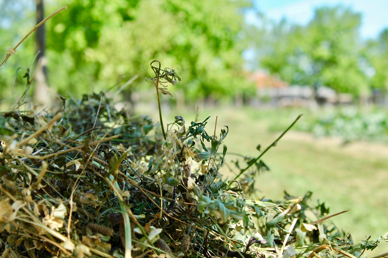 Mown Hay Freshly Dried The Nature - Free photo on Pixabay - Pixabay