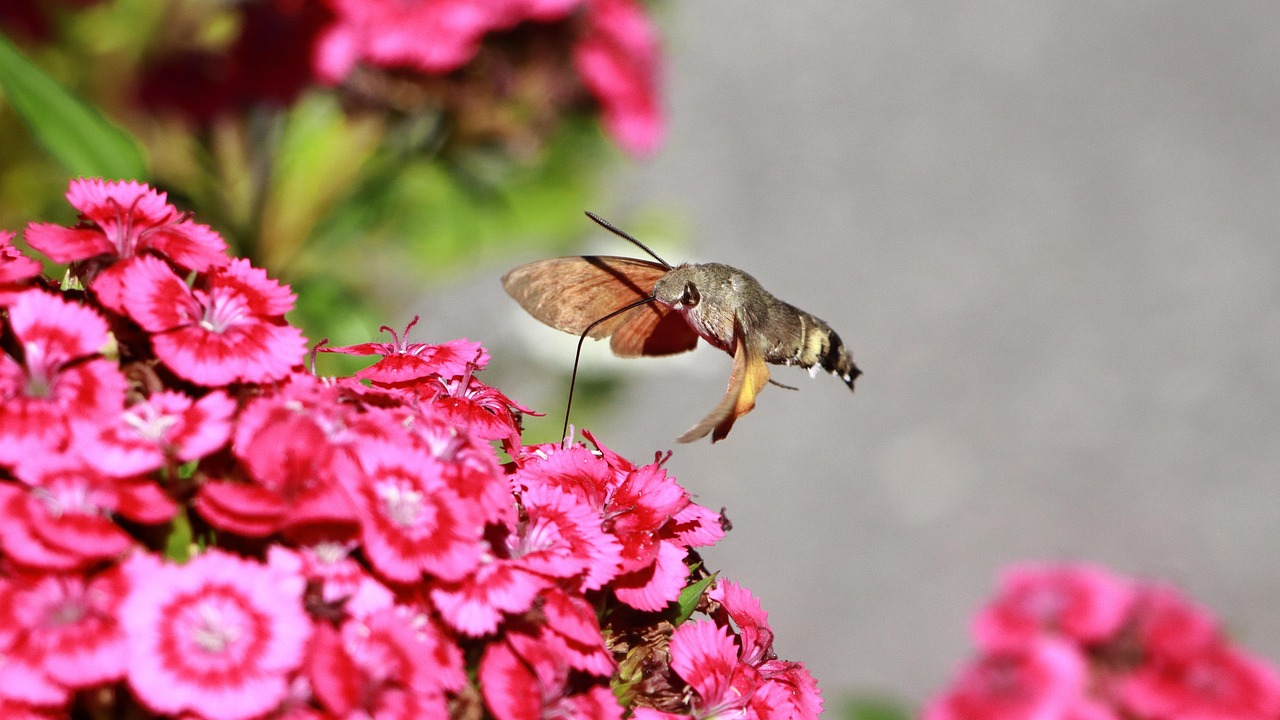 Koliber Motyl Owad Dzikiej - Darmowe zdjęcie na Pixabay - Pixabay