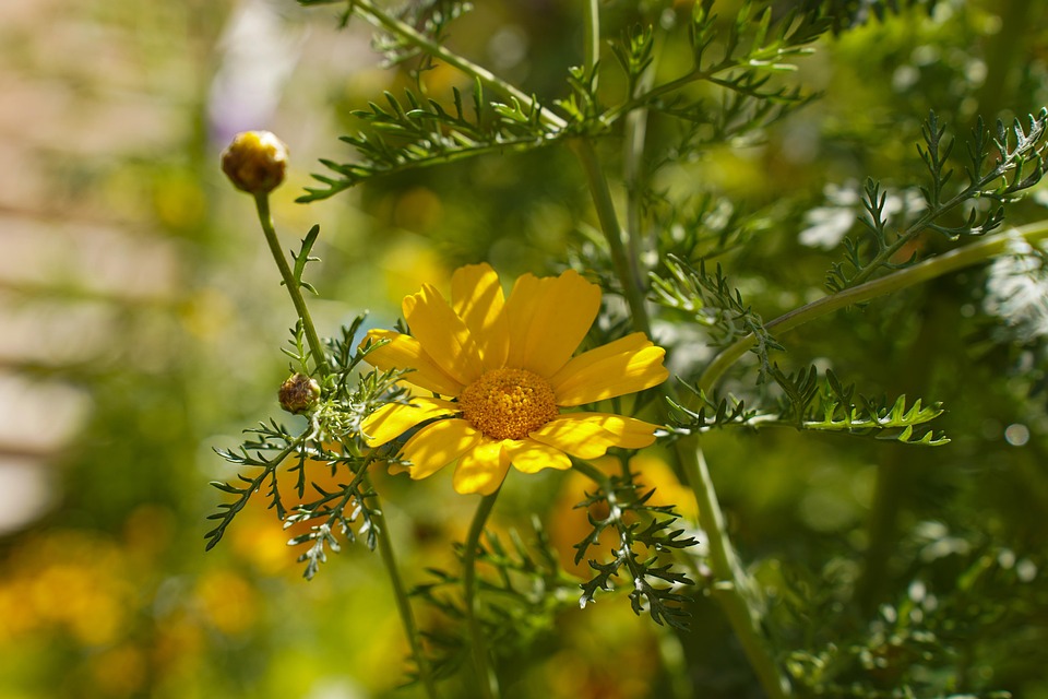 Flower Plant Bloom - Free photo on Pixabay