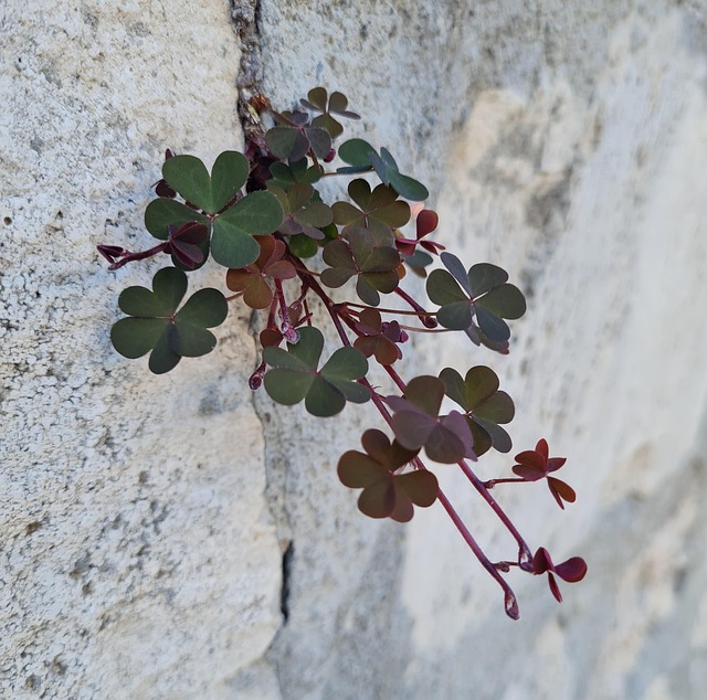 Nature Plant Clover - Free photo on Pixabay