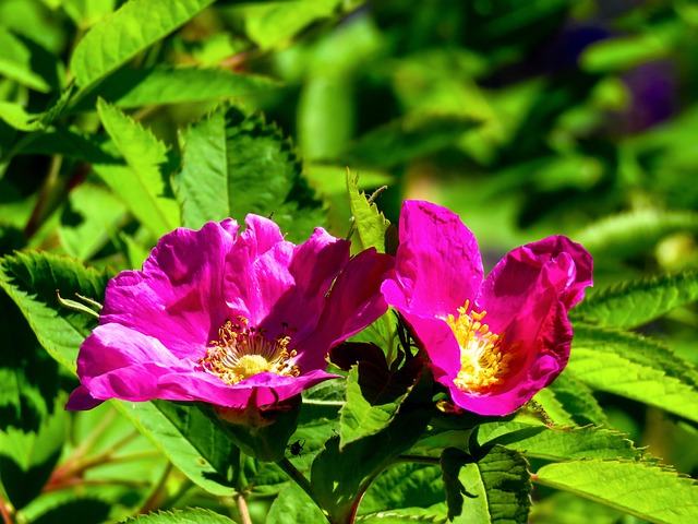 Flowers Rose Hip Botany - Free photo on Pixabay - Pixabay