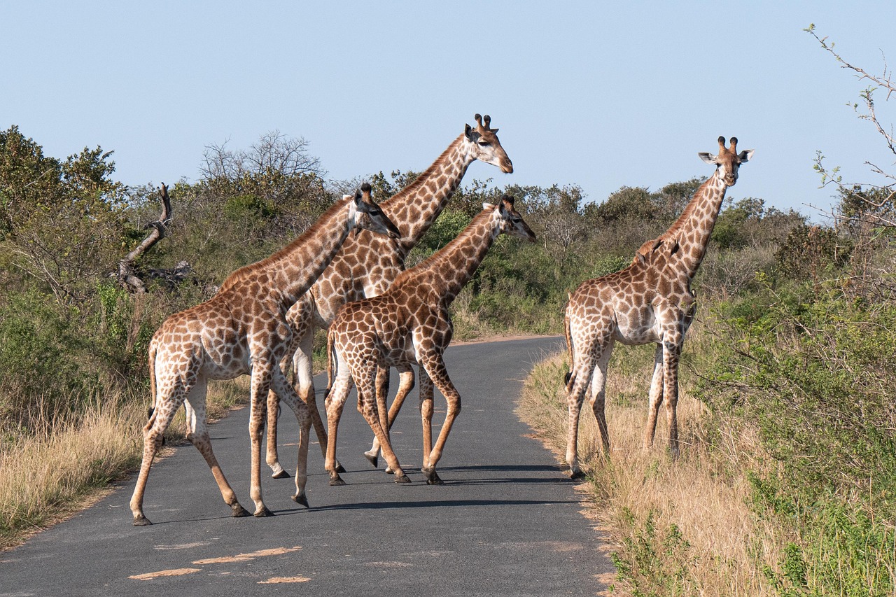 3.000+ kostenlose Giraffen und Natur-Bilder - Pixabay