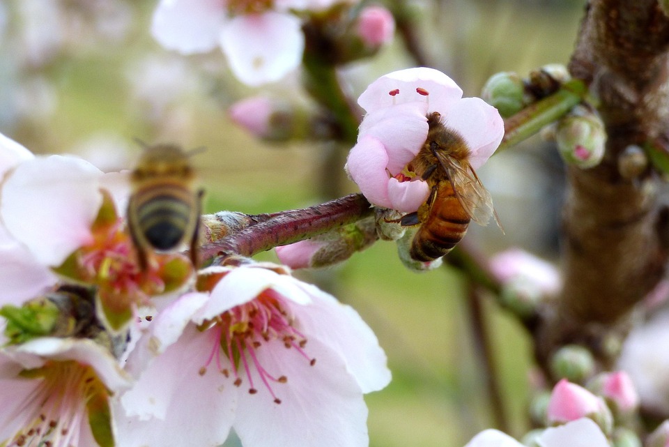 Peach Blossoms Honey Bees - Free photo on Pixabay - Pixabay