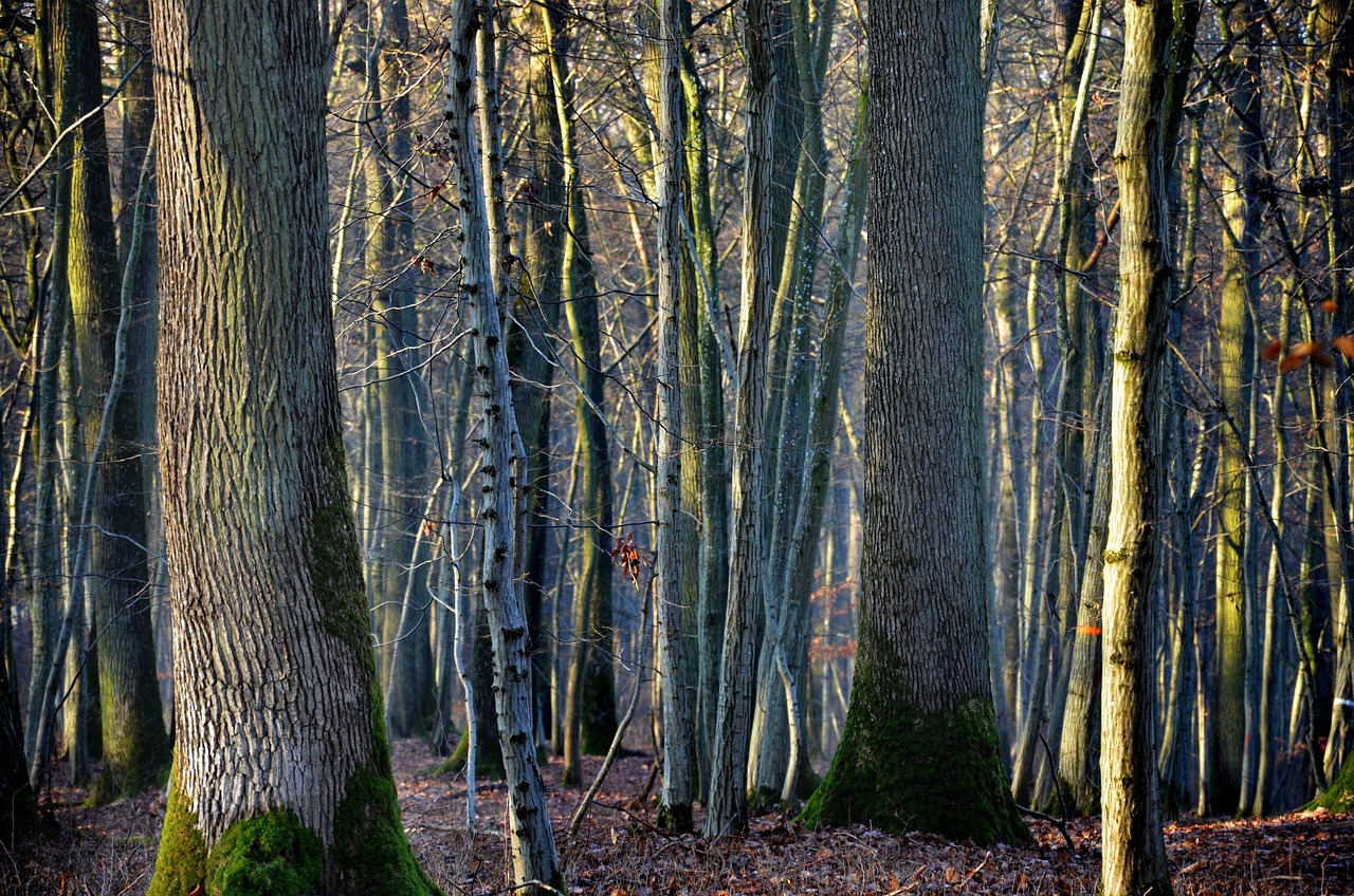 Trees Forest Light - Free photo on Pixabay - Pixabay