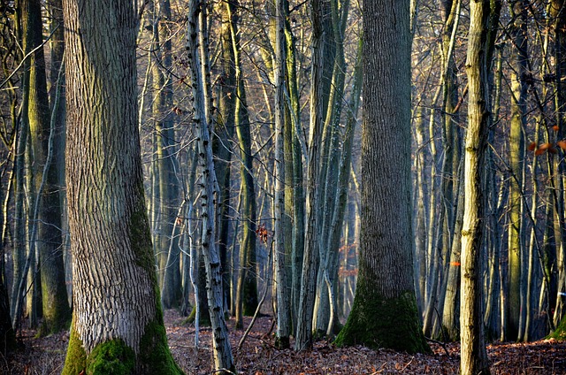 Trees Forest Light - Free photo on Pixabay - Pixabay