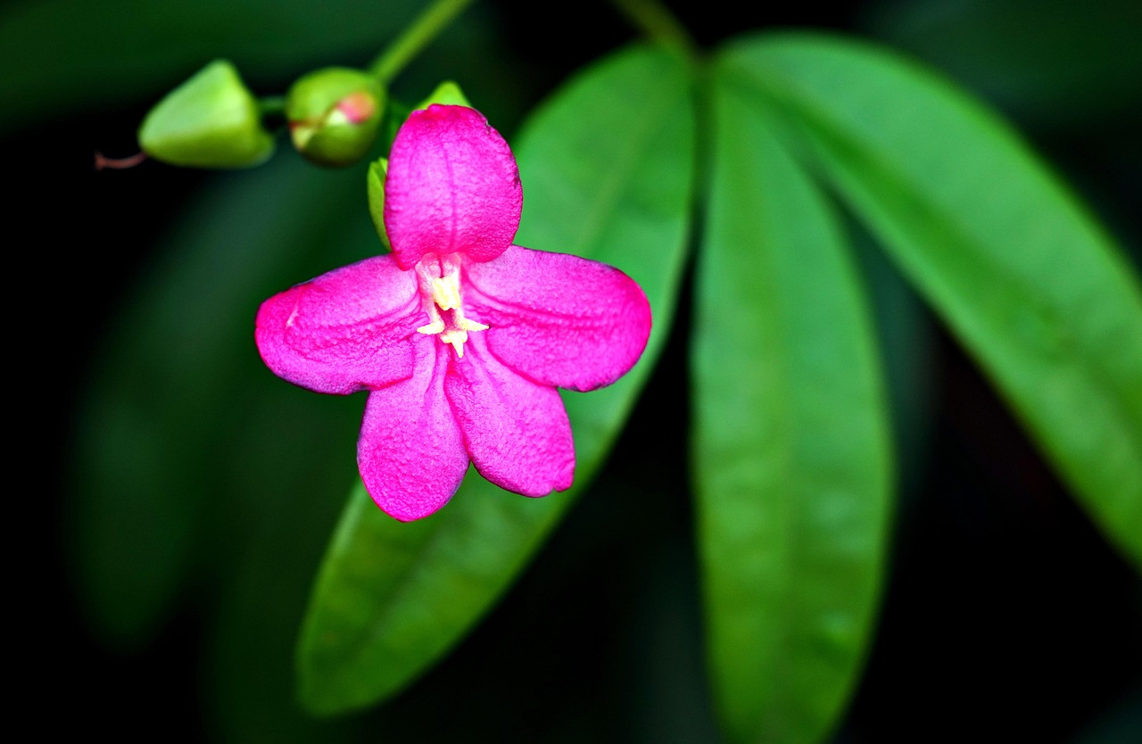 Ravenia Rosa Blomma - Gratis foto på Pixabay - Pixabay