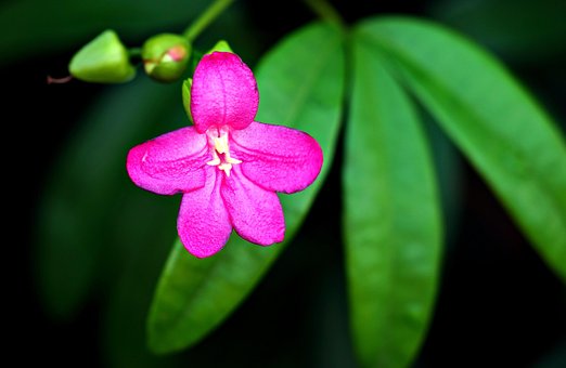 20+ Free Ravenia & Nature Photos - Pixabay