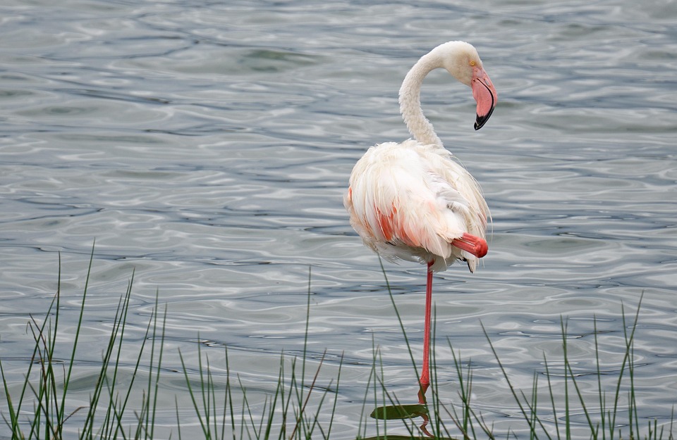 Flamingo Lake Tanzania - Free photo on Pixabay - Pixabay