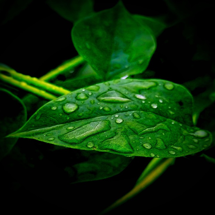 Nature Feuilles Botanique - Photo gratuite sur Pixabay - Pixabay