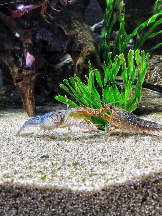 Crabe Mer Animal - Photo gratuite sur Pixabay - Pixabay