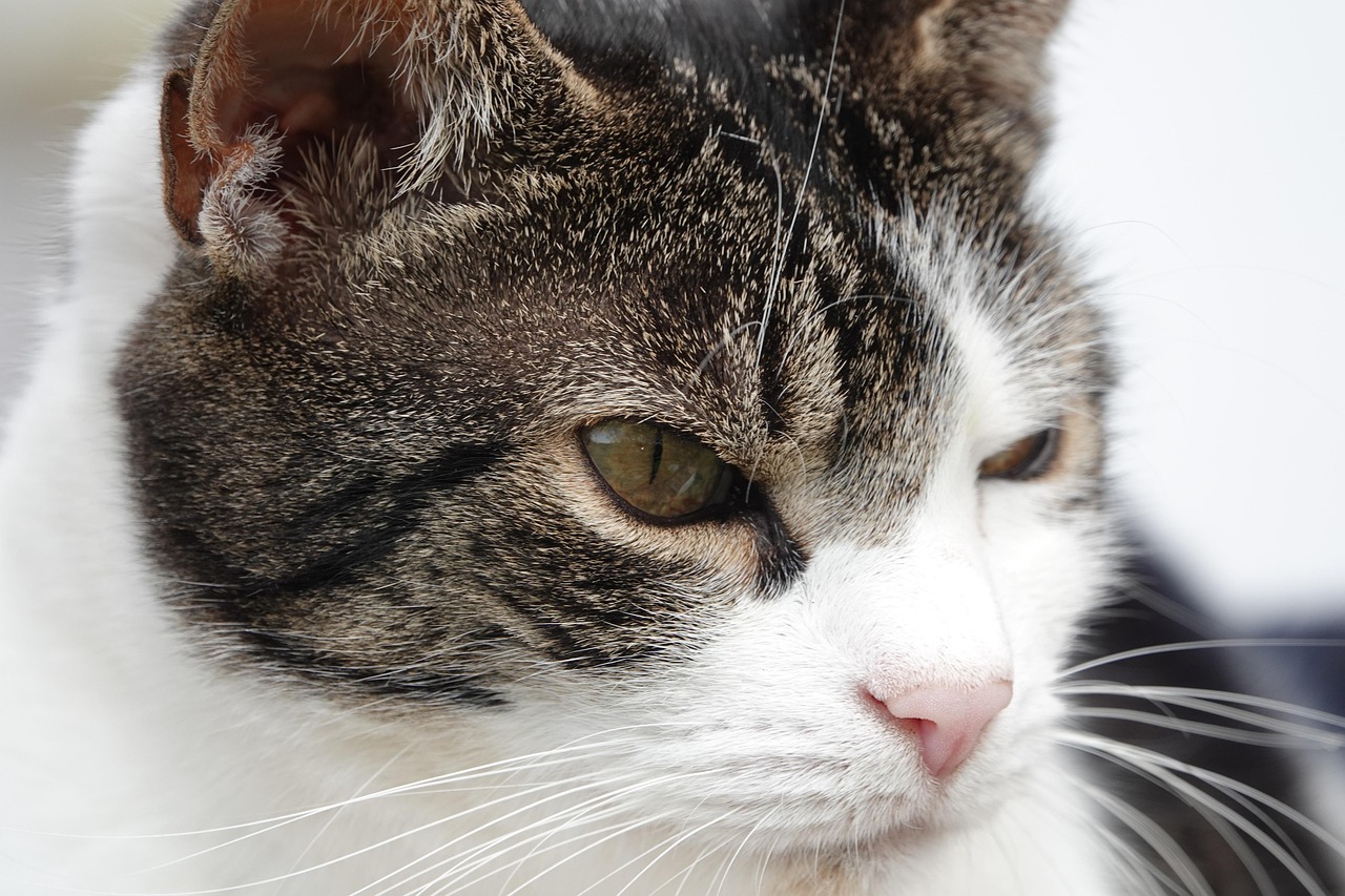 Gato Animal Doméstico Hierba - Foto gratis en Pixabay - Pixabay