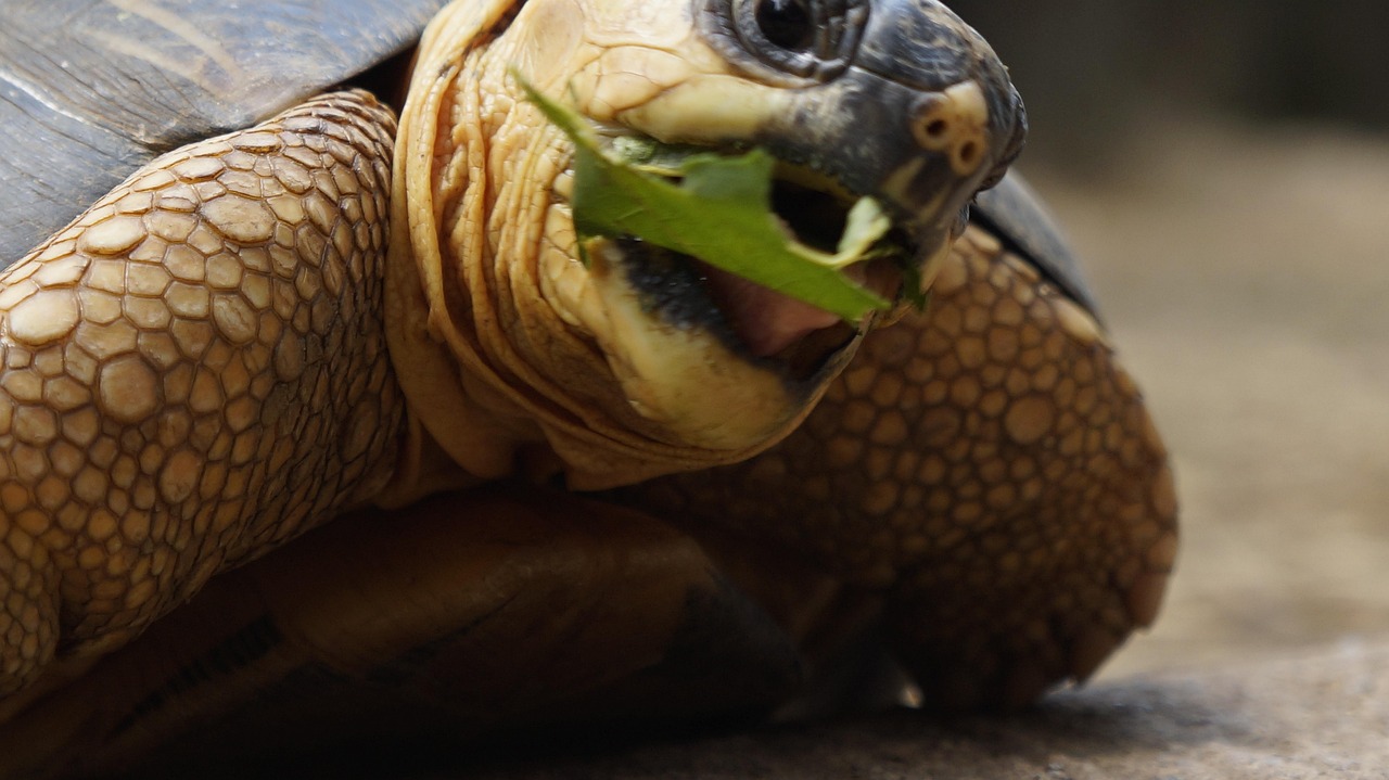 Tortuga Bebé Comida - Foto gratis en Pixabay - Pixabay